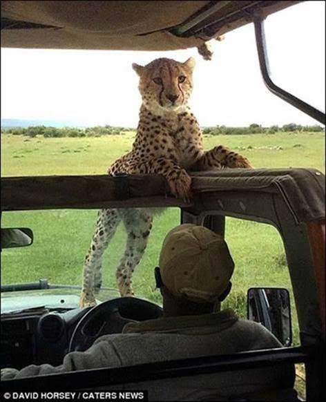 Animals Losing Their Fear of Humans?