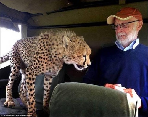 Animals Losing Their Fear of Humans?