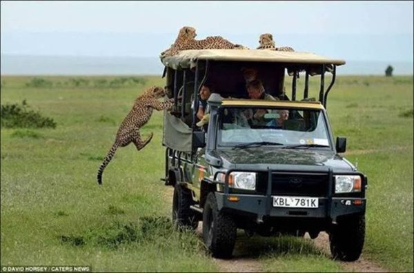 Animals Losing Their Fear of Humans?