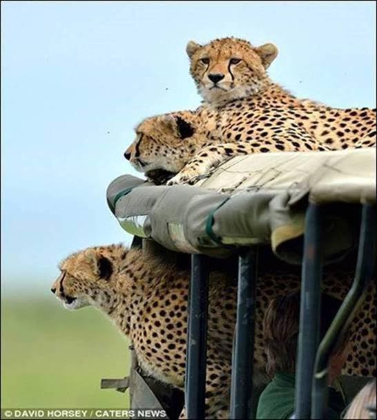 Animals Losing Their Fear of Humans?
