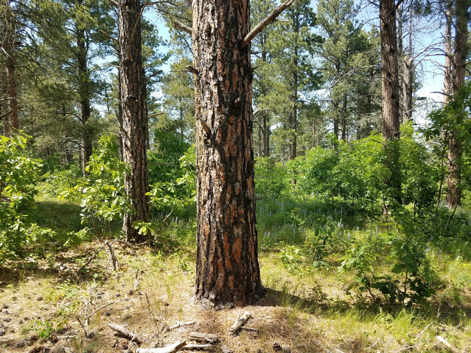 Losha: My 5D Experiences