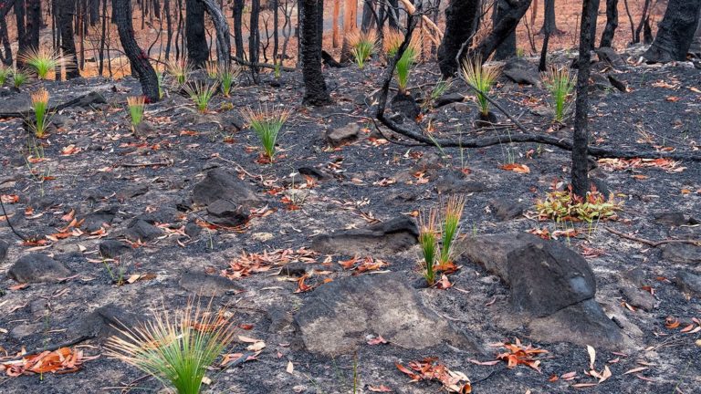 Heartening Photos Show How the Aussie Bush is Already Regrowing