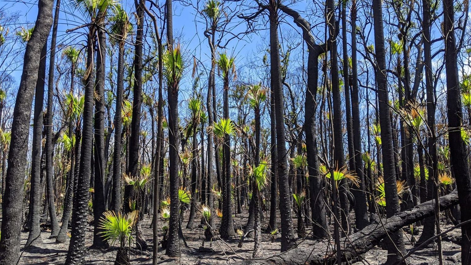 Heartening Photos Show How the Aussie Bush is Already Regrowing