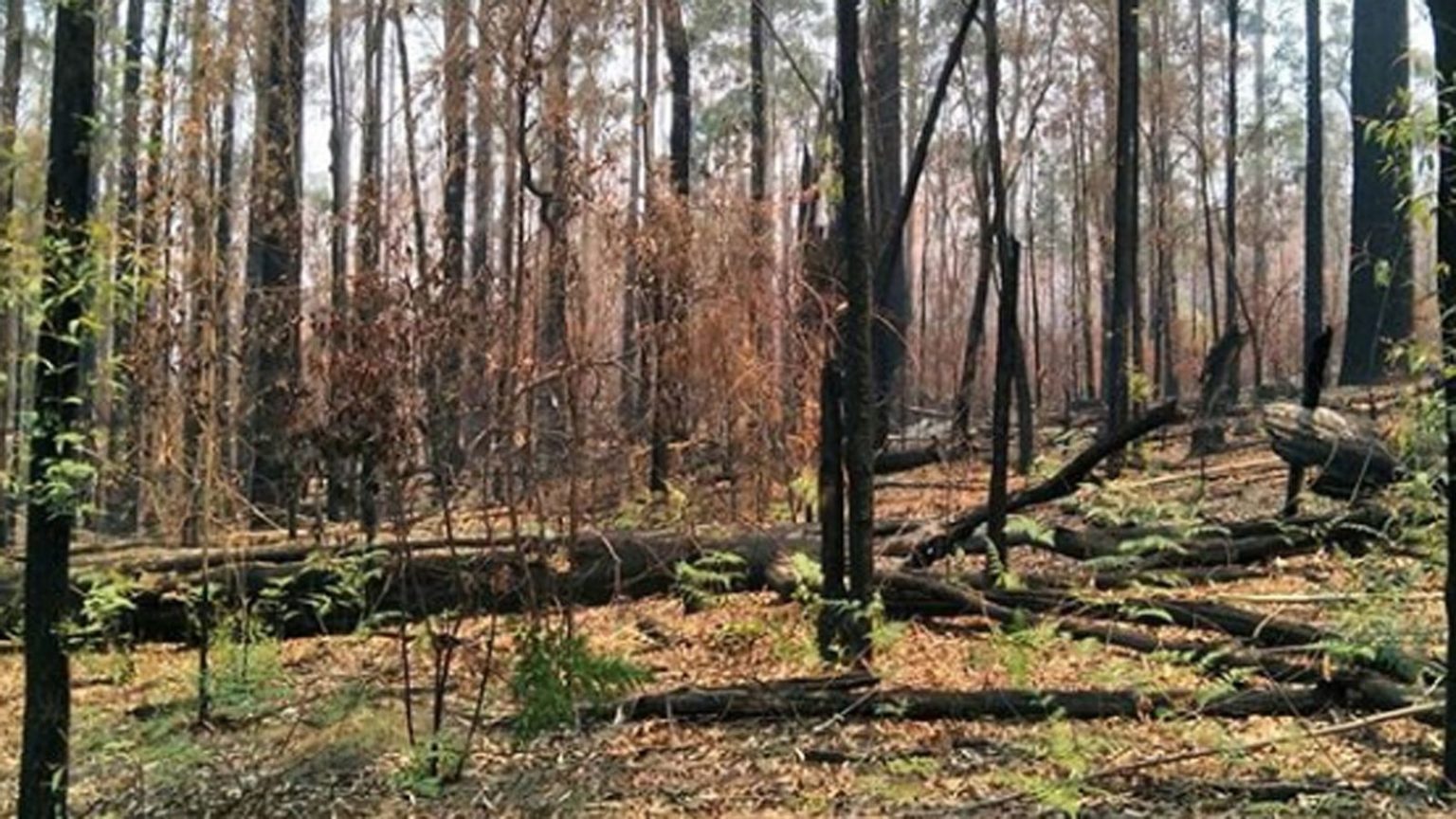 Heartening Photos Show How the Aussie Bush is Already Regrowing