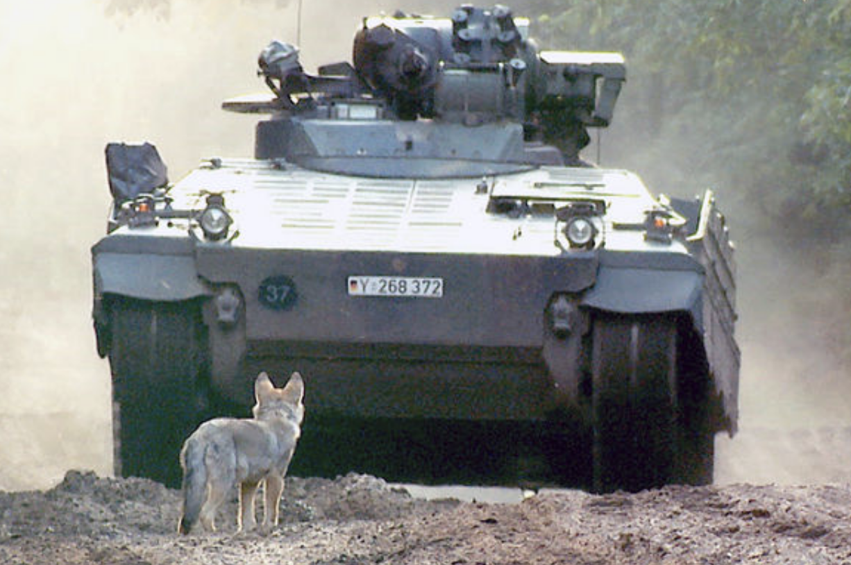 German Military Bases into Wildlife Sanctuaries and Consequent Wolf Return
