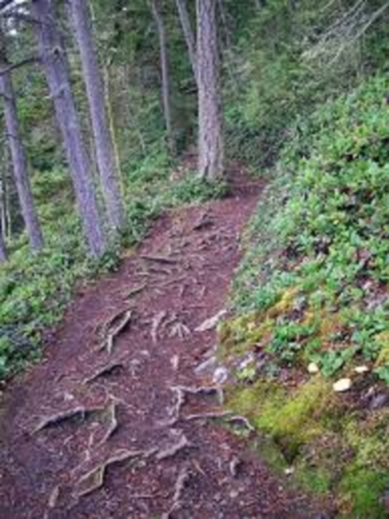 Creator Writings ~ A Bumpy Path…For Now