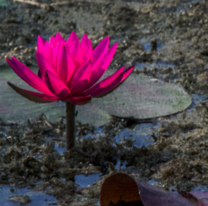 The Lotus as a Metaphor for Our Journey