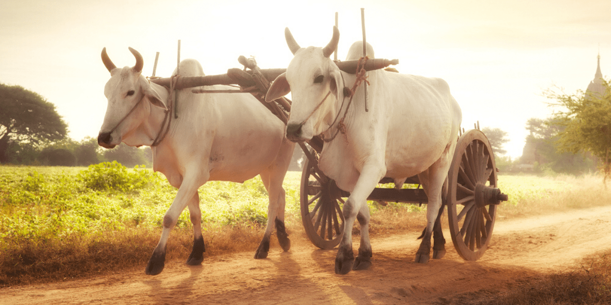 The Reins of My Soul