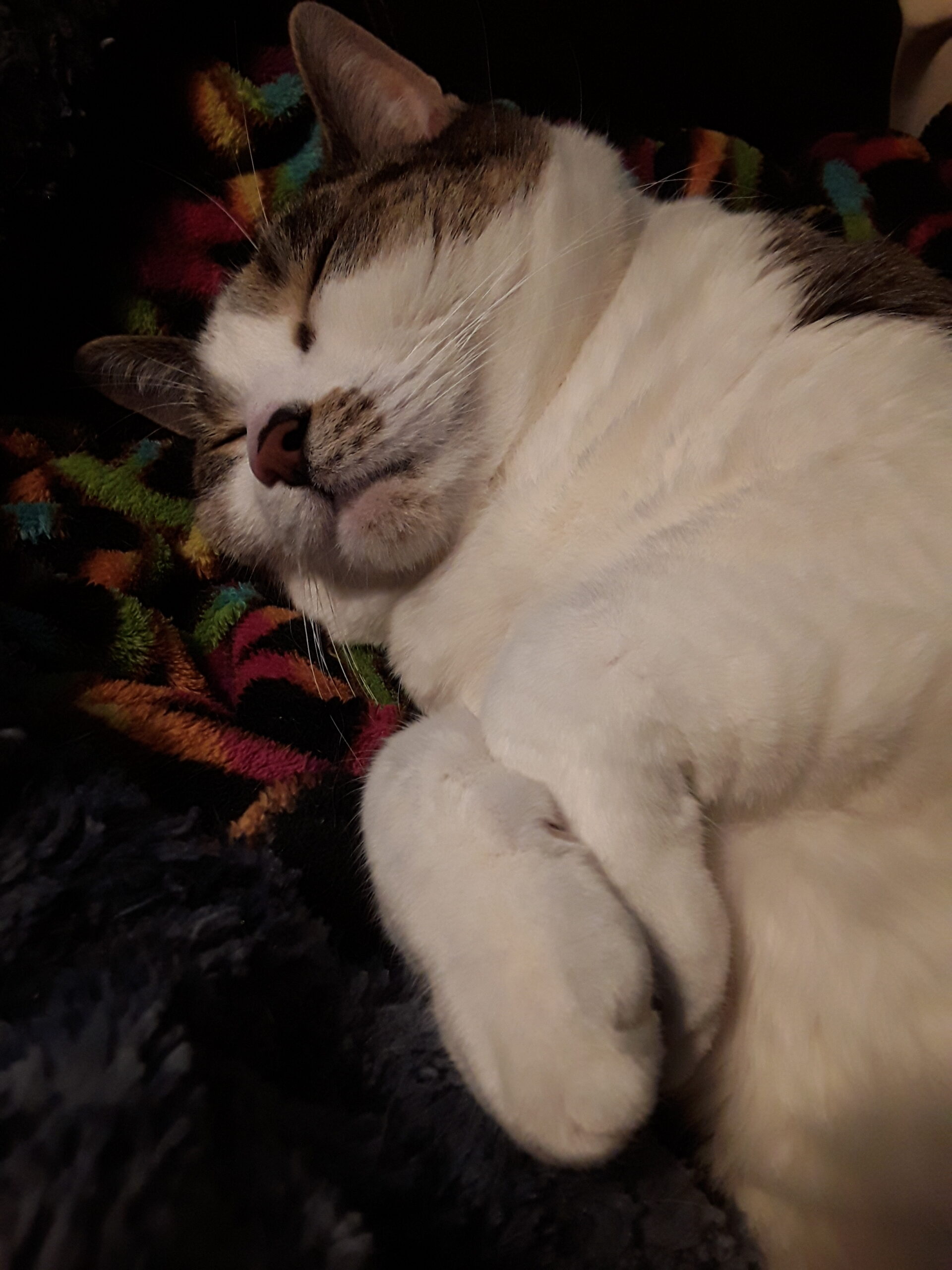 Kerrie-Ann Thornton / Skye Prince ~ Animal Healing Center Update